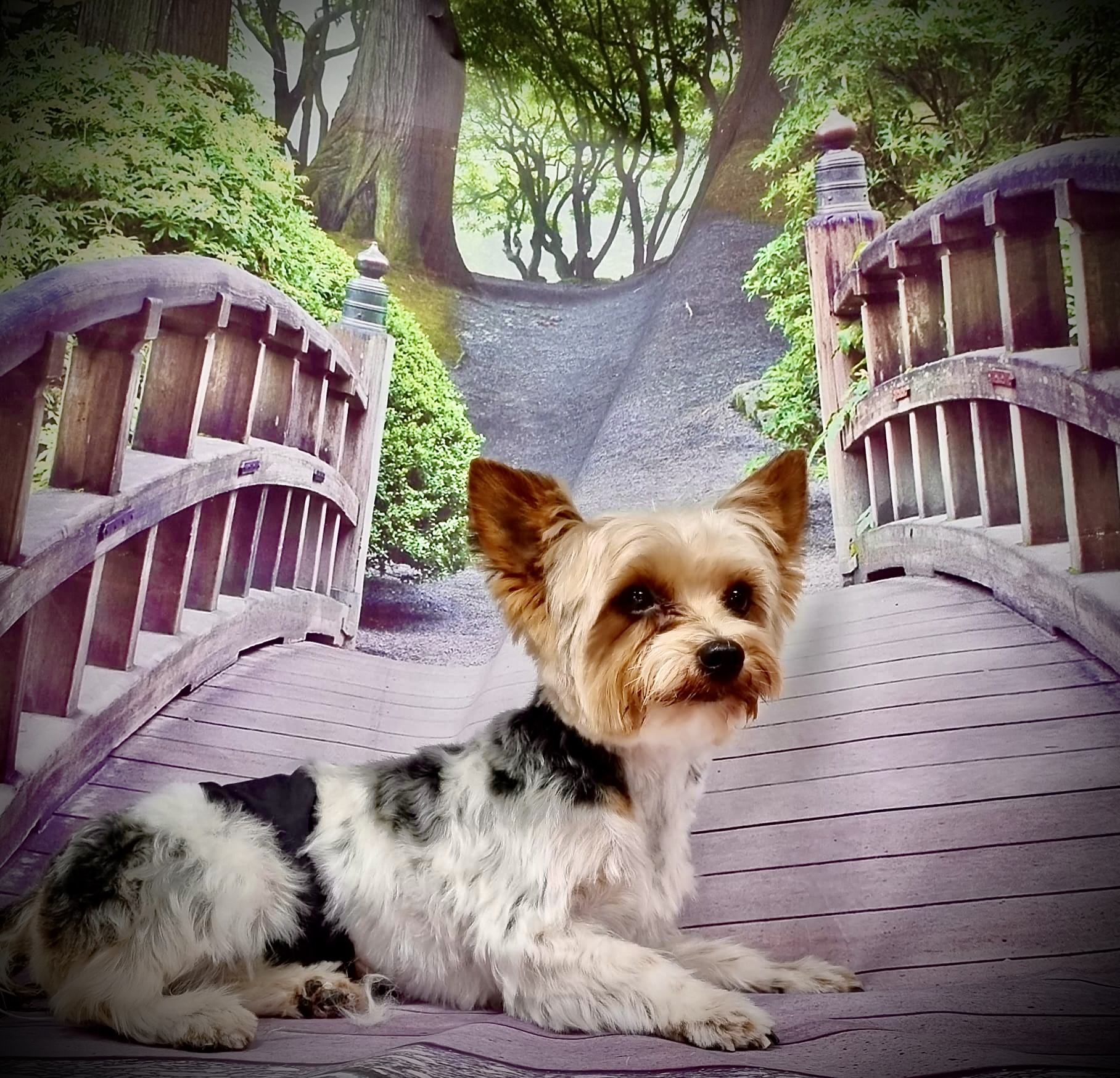 Yorksdog-Almelo - Onze hondjes